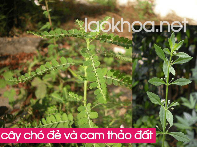 Chữa bệnh tiểu đường bằng cây cam thảo đất và cây chó đẻ – Yêu sức khỏe